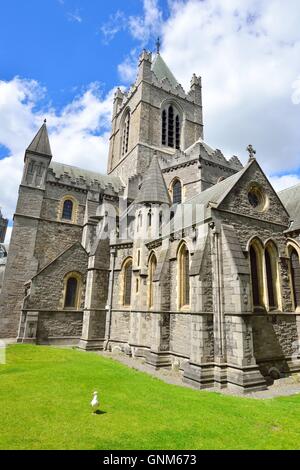 Seagull standing in front of the old town of Tallinn in Estonia Stock ...