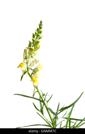 Toadflax flowers over white background, closeup Stock Photo - Alamy