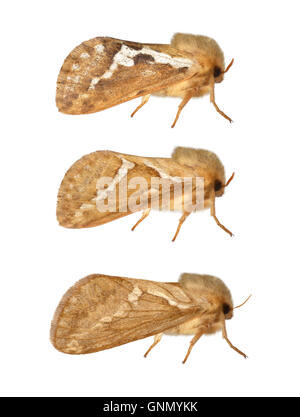 Common Swift (Korscheltellus lupulina) moth Somerset UK GB June 2022 ...