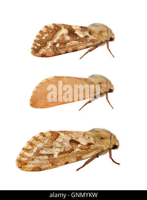 Map-winged Swift (Korscheltellus fusconebulosa Stock Photo - Alamy