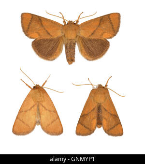 Festoon (Apoda limacodes Stock Photo - Alamy