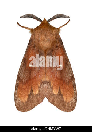 Pine tree Lappet Moth (Dendrolimus pini), male Stock Photo - Alamy