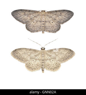 Small dusty wave moth (Idaea seriata). British insect in the family ...