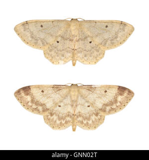 Small Fan-footed Wave (Idaea biselata) adult moth resting on tree bark ...