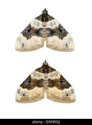 Purple Bar moth Cosmorhoe ocellata Stock Photo - Alamy