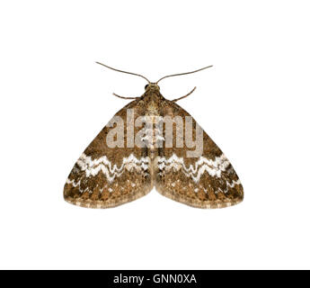 Small Rivulet (Perizoma alchemillata Stock Photo - Alamy