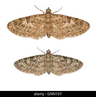 Oak-tree pug Eupithecia dodoneata, imago, roosting, Weston-Super-Mare ...