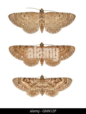 Satyr Pug Moth (Eupithecia satyrata Stock Photo - Alamy