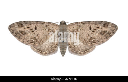 Mottled pug moth (Eupithecia exiguata). British insect in the family ...