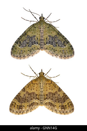 Yellow-barred brindle (Acasis viretata) imago at rest, Plerin, Brittany ...