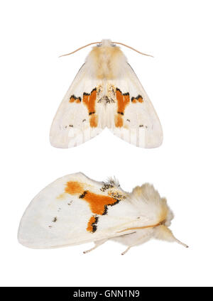 White prominent moth (Leucodonta bicoloria) County Kerry, Ireland Stock ...