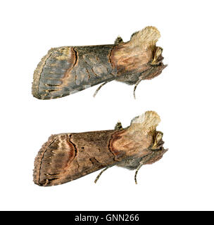 Dark Spectacle Moth; Abrostola triplasia; leaves; UK Stock Photo - Alamy