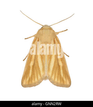 Brighton wainscot (Oria musculosa) moth. This moth is found in mainland ...