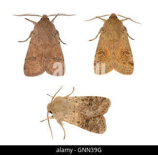 Small quaker moth (Orthosia cruda) from above. British insect in the ...