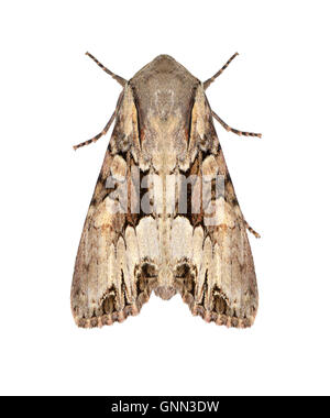 The light brocade moth (Lacanobia w-latinum). This species is found in ...