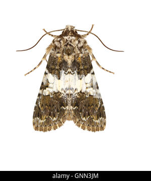 varied coronet moth, (Hadena compta Stock Photo - Alamy