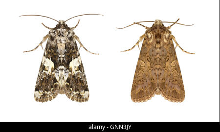 Marbled Coronet (Hadena confusa Stock Photo - Alamy