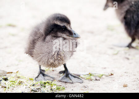 Eider duck chick on Seahouses beach Northumberland England Great ...