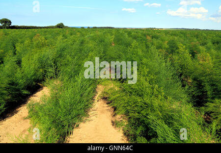 Asparagus, agricultural commercial field crop, Thornham Norfolk England ...