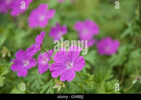 Magenta flowers of Geranium sanguineum Stock Photo - Alamy