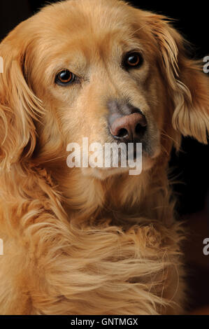 Adorable Portrait of Golden Retriever Dog Looking in Camera, Isolated ...