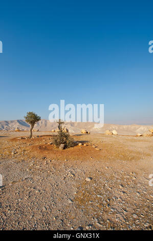 Olive trees in the middle of the Sahara Desert, near Tznit, Morocco ...