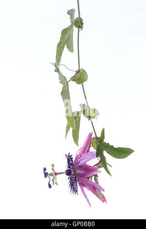 Passion flower 'Victoria' - Passiflora Victoria Stock Photo - Alamy