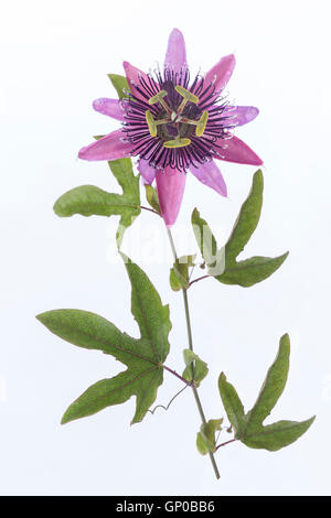 flower and leaves of passion flower Victoria, Passiflora x violacea ...