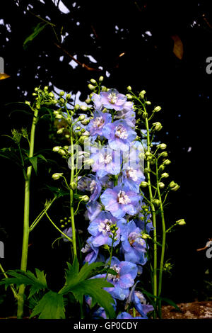 Delphinium 'Guardian Blue' flower flowers garden plant plants Stock ...