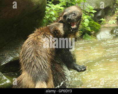 A pair of wolverines mating Stock Photo - Alamy