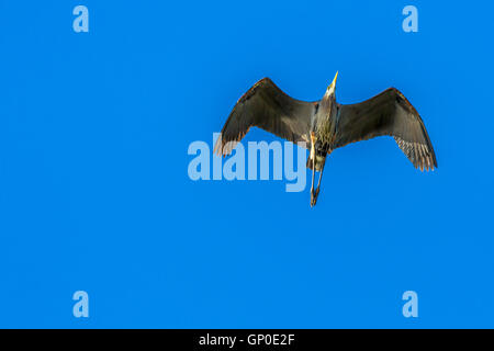 Great Blue Heron flying overhead Stock Photo - Alamy