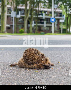 Hedgehog (Erinaceinae Eulipotyphla) roadkill on side of road ...