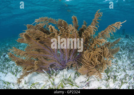 Porous sea rod at caribbean coral reef, Isla de la Juventud, Treasure ...