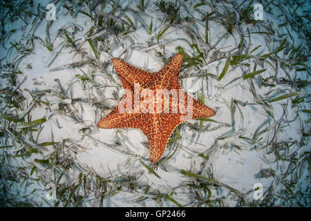 Red cushion starfish (Oreaster reticulatus), coloured X-ray Stock Photo ...