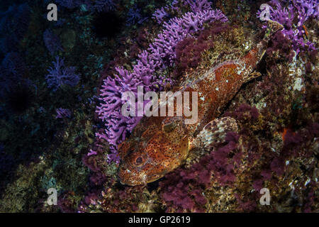 California Scorpionfish (Scorpaena guttata Stock Photo - Alamy