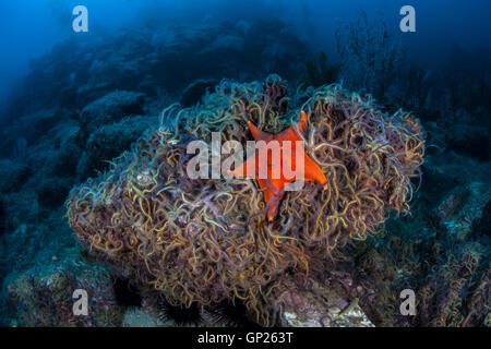 Brittle Star (Ophiothrix spiculata) group, Channel Islands, southern ...
