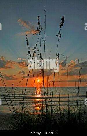 Some reeds with a sunset over the ocean Stock Photo - Alamy