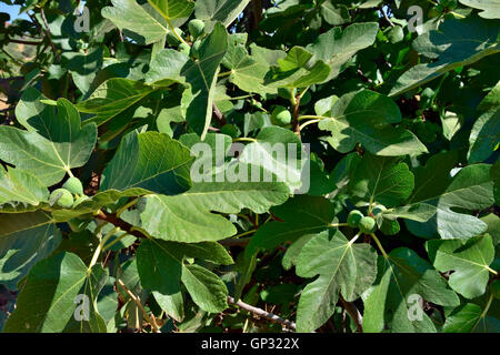 Ficus carica 'Pingo de mel'. Developing Fig fruits on a tree Stock ...
