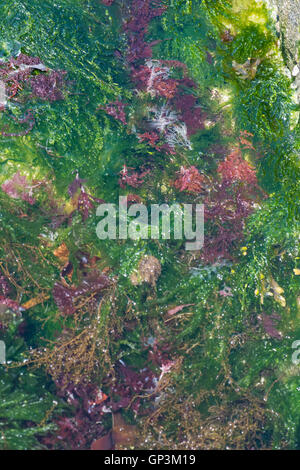 Seaweed in rock pool many colors and types Stock Photo - Alamy