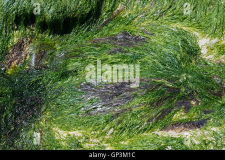 Seaweed in rock pool many colors and types Stock Photo - Alamy