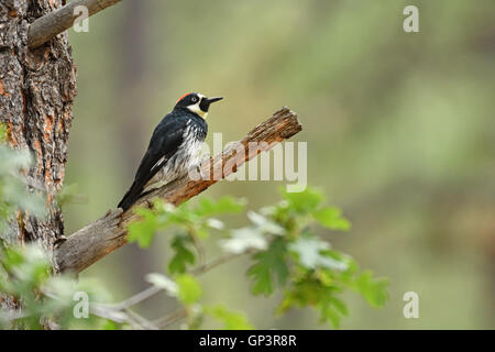 An acorn woodpecker perched on a branch with beautiful soft bokeh ...