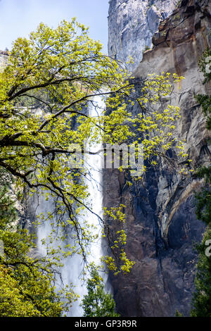 I am glad to take amazing shots at the amazing Yosemite National Park ...