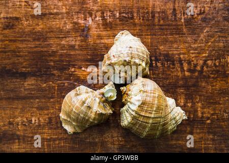 Sea shells on a dark wood background Stock Photo - Alamy