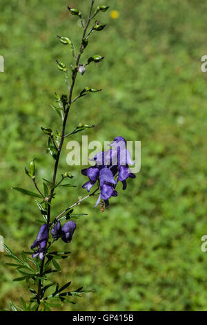 Aconitum napellus (monk's-hood, aconite, wolfsbane, monks Hood, species ...