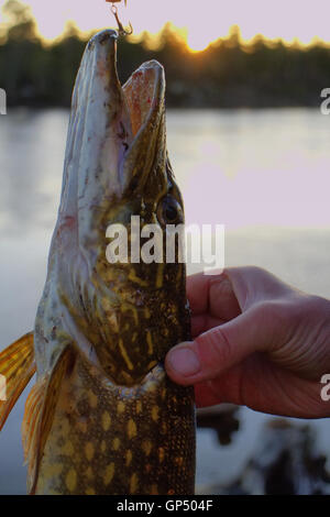 pike fishing in the North in Scandinavia Stock Photo - Alamy