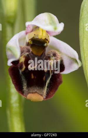 Ophrys apifera bee orchid Stock Photo - Alamy