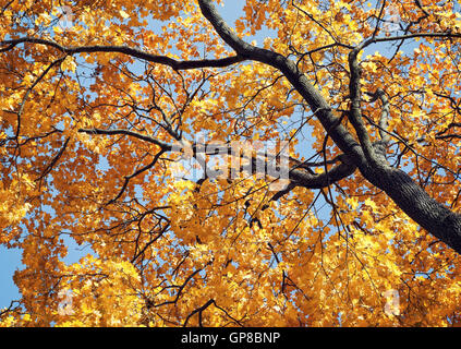 Low angle shot of tree leaves with blue sky in the background Stock ...