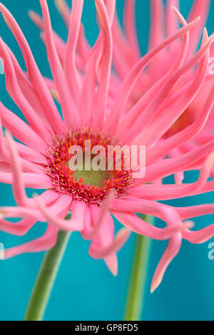 vibrant and fun loving pink spider gerberas Jane Ann Butler Photography ...