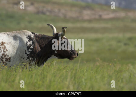 A Texas longhorn steer grazes in a pasture on a ranch in Texas Stock ...