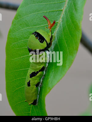 Citrus Swallowtail Butterfly Larvae on a green leave. Green worm with ...